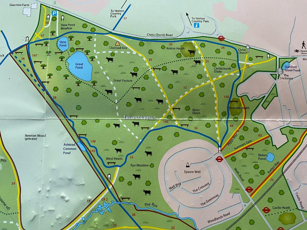 Epsom Common Walk – Ewell Probus